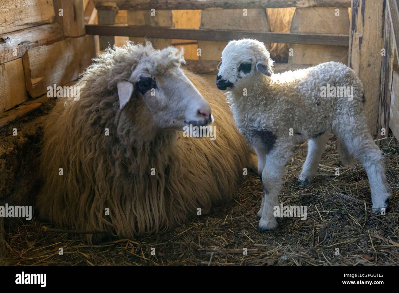 Sheep and cute lamb smiling while eating organic food at the farm ...