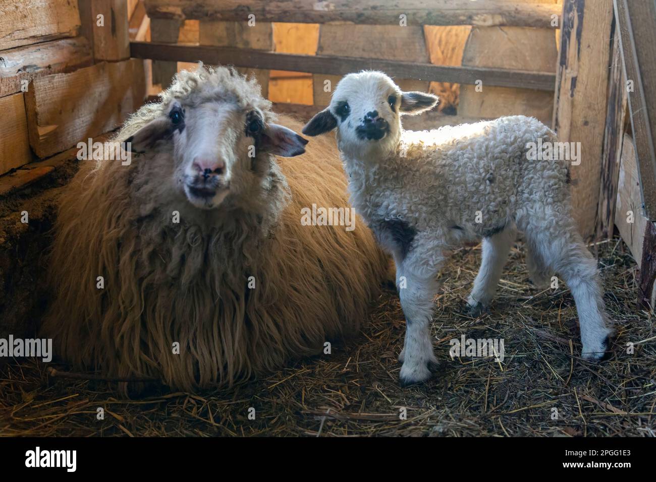 Sheep and cute lamb smiling while eating organic food at the farm ...