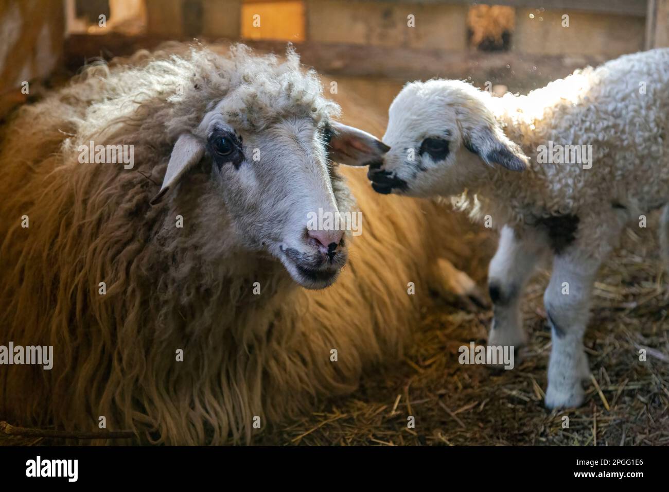 Sheep and cute lamb smiling while eating organic food at the farm ...