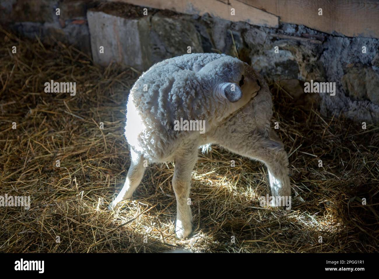 Beautiful lamb with white wool. Lovely domestic animals best moments ...