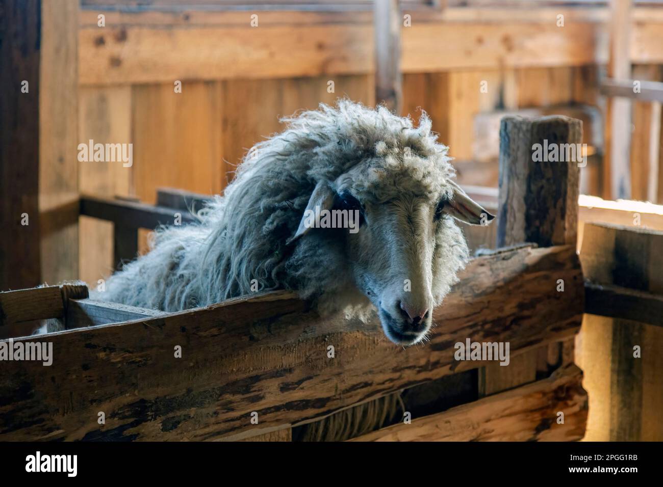 Beautiful sheep with white wool is standing by the feeding trough in the sheepfold. Working with ...