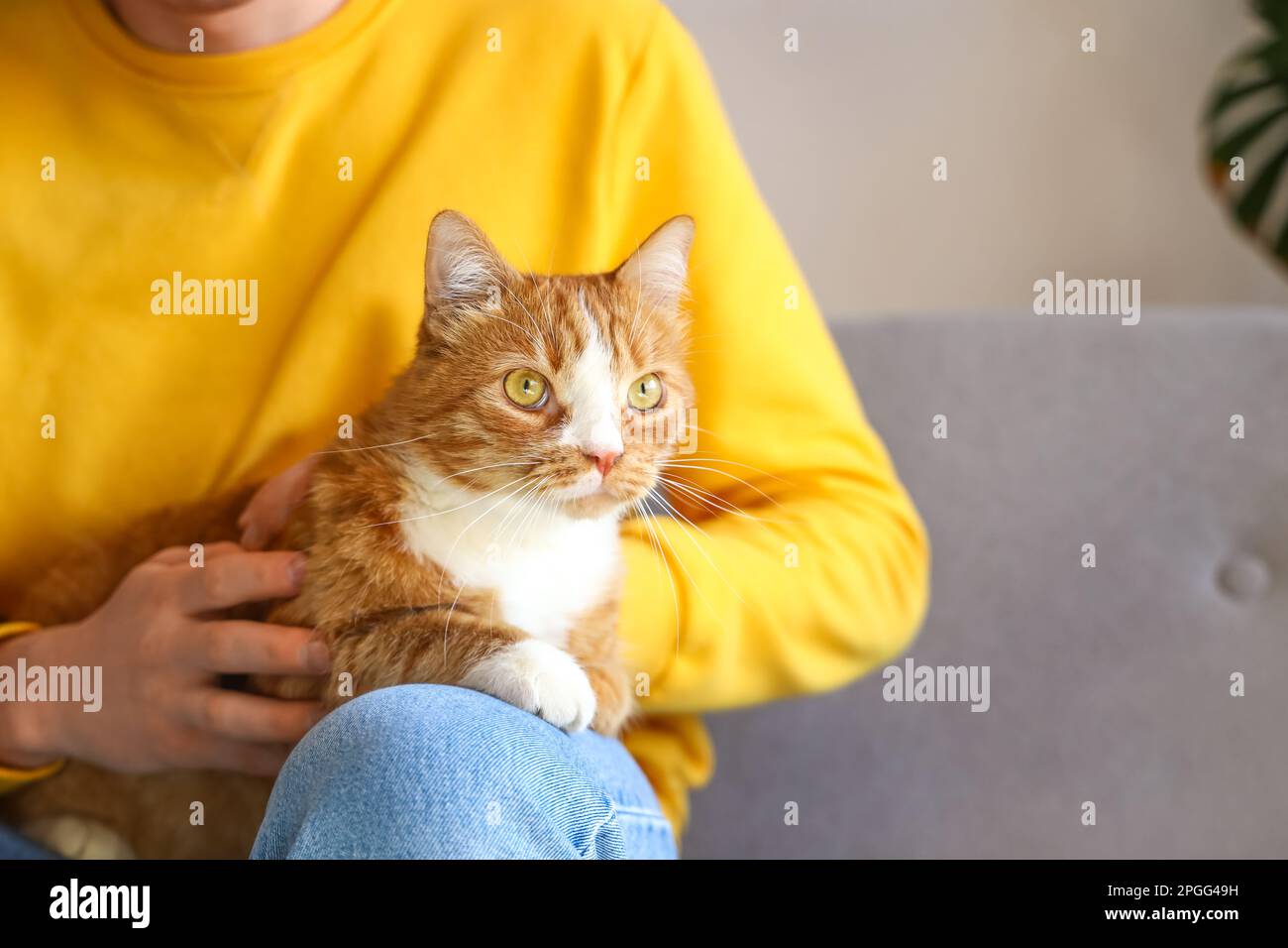 Funny red cat with owner at home Stock Photo - Alamy