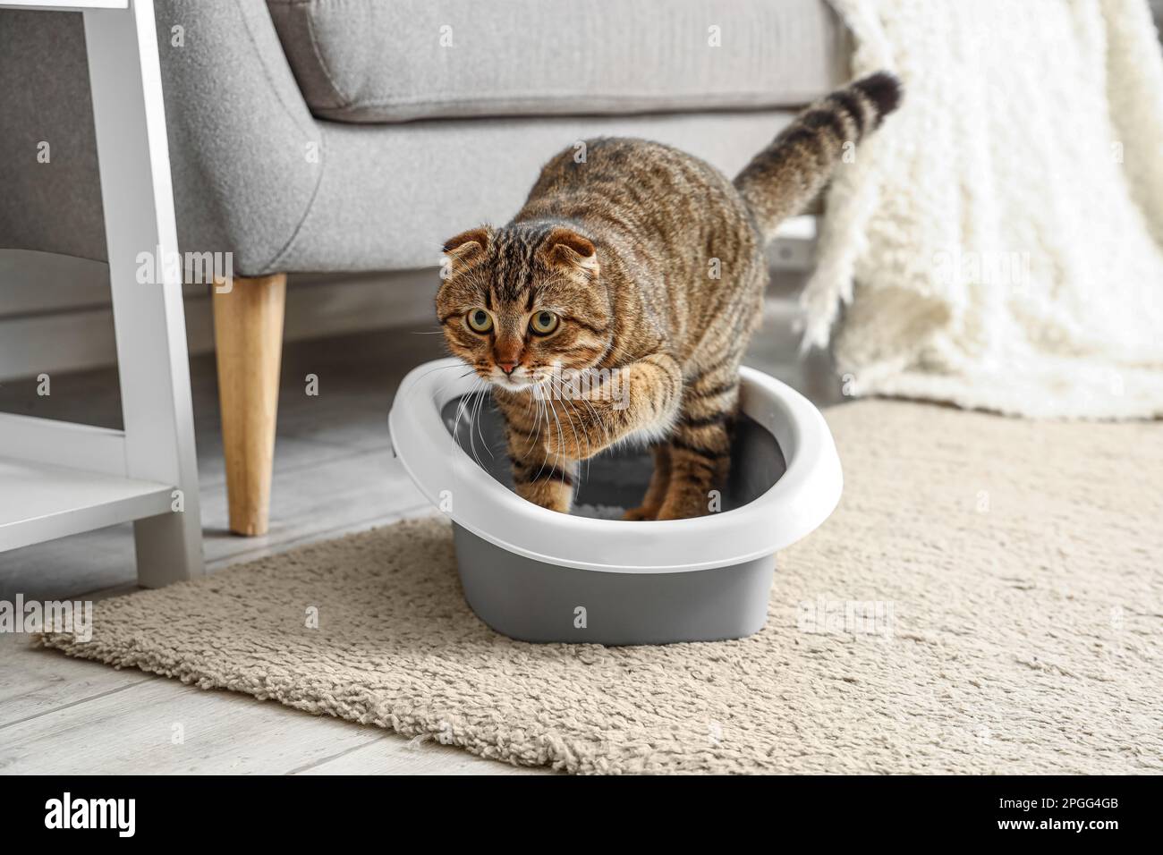 Funny cat in litter box at home Stock Photo - Alamy