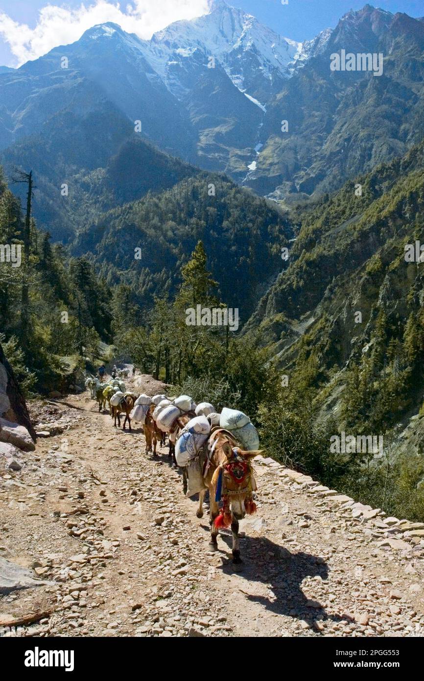 Caravan of donkeys in Nepal Stock Photo - Alamy