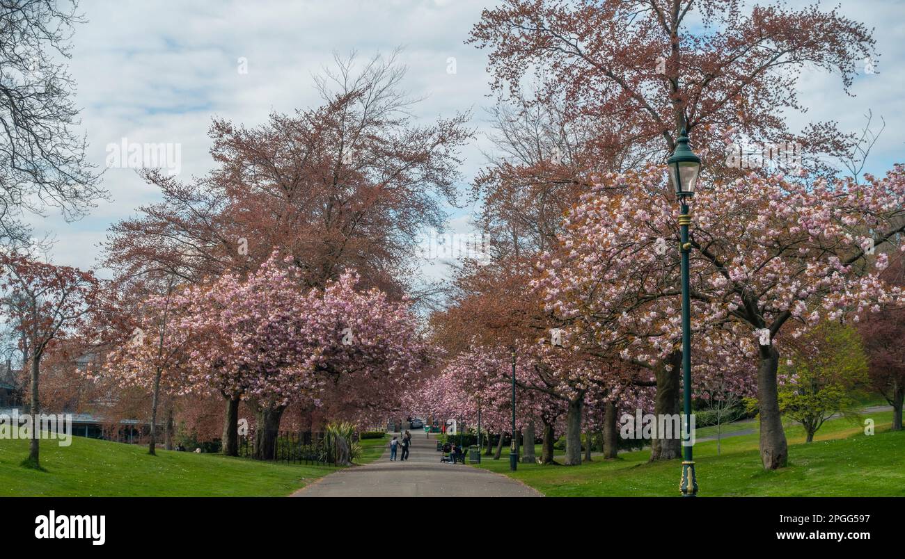 Cherry Blossom on both sides of a wide path in Pittencrieff Park in the ...