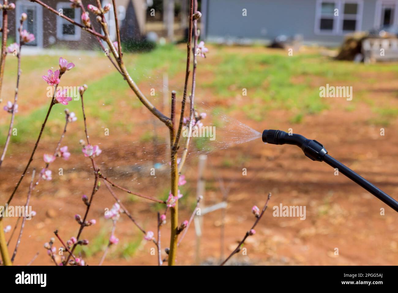 On blooming fruit tree spray of pesticide is applied during spring ...
