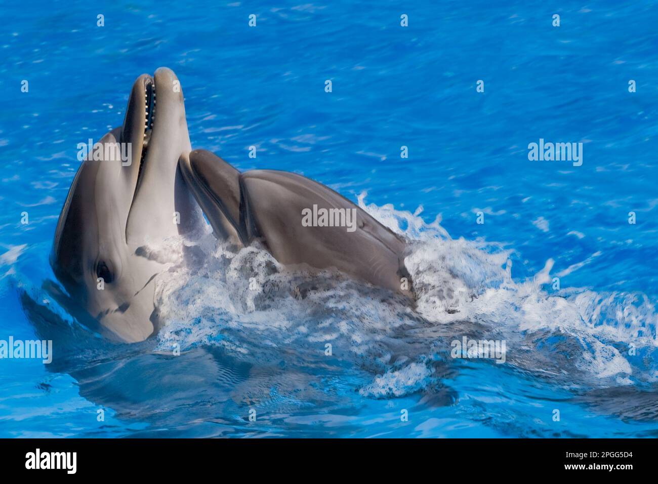 Dolphins dance hi-res stock photography and images - Alamy