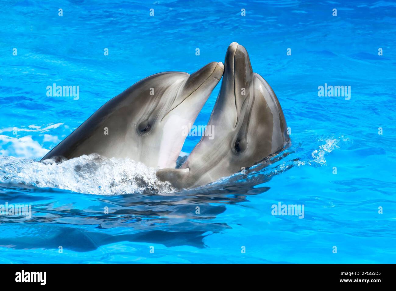 Dolphins love each other Stock Photo - Alamy