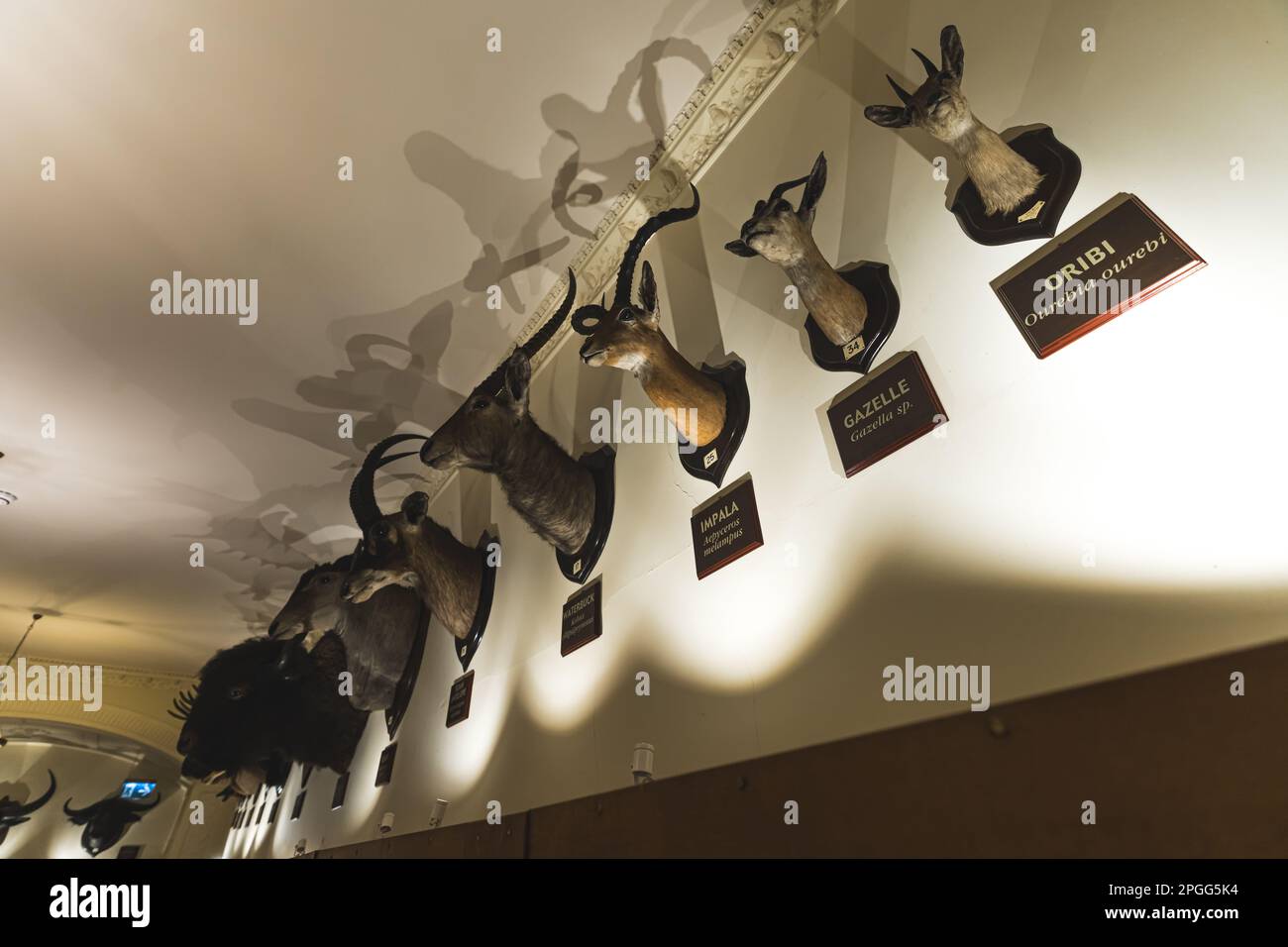 low angle view of mounted heads of animals on the wall, Natural History ...