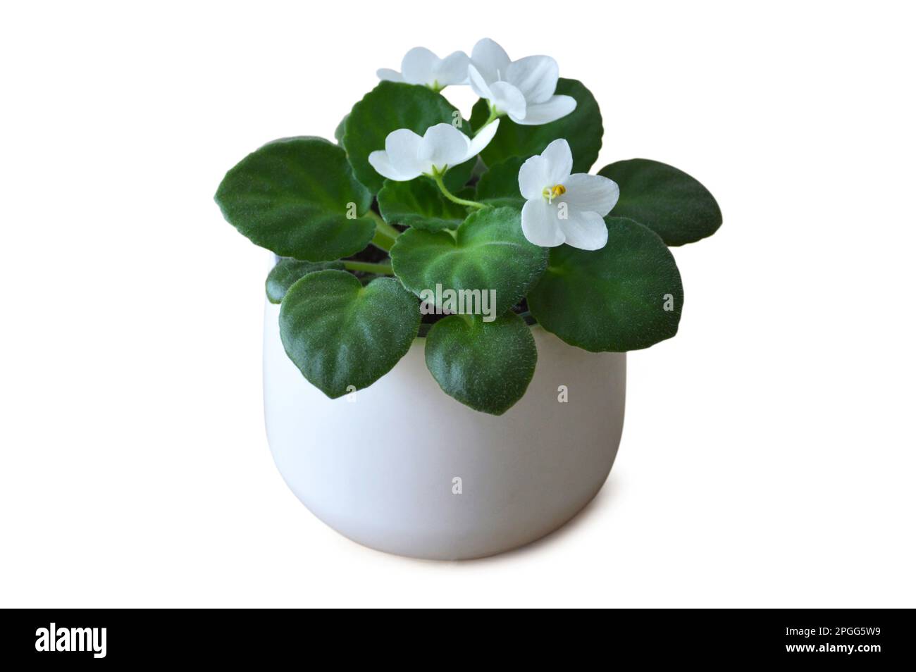 African violet in flower Cut Out Stock Images & Pictures - Alamy