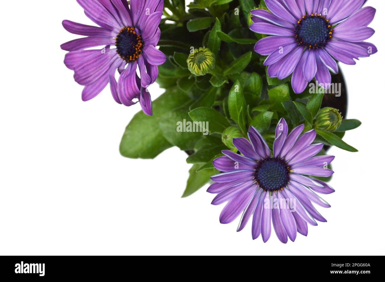 African daisy flowers isolated on white background Stock Photo - Alamy