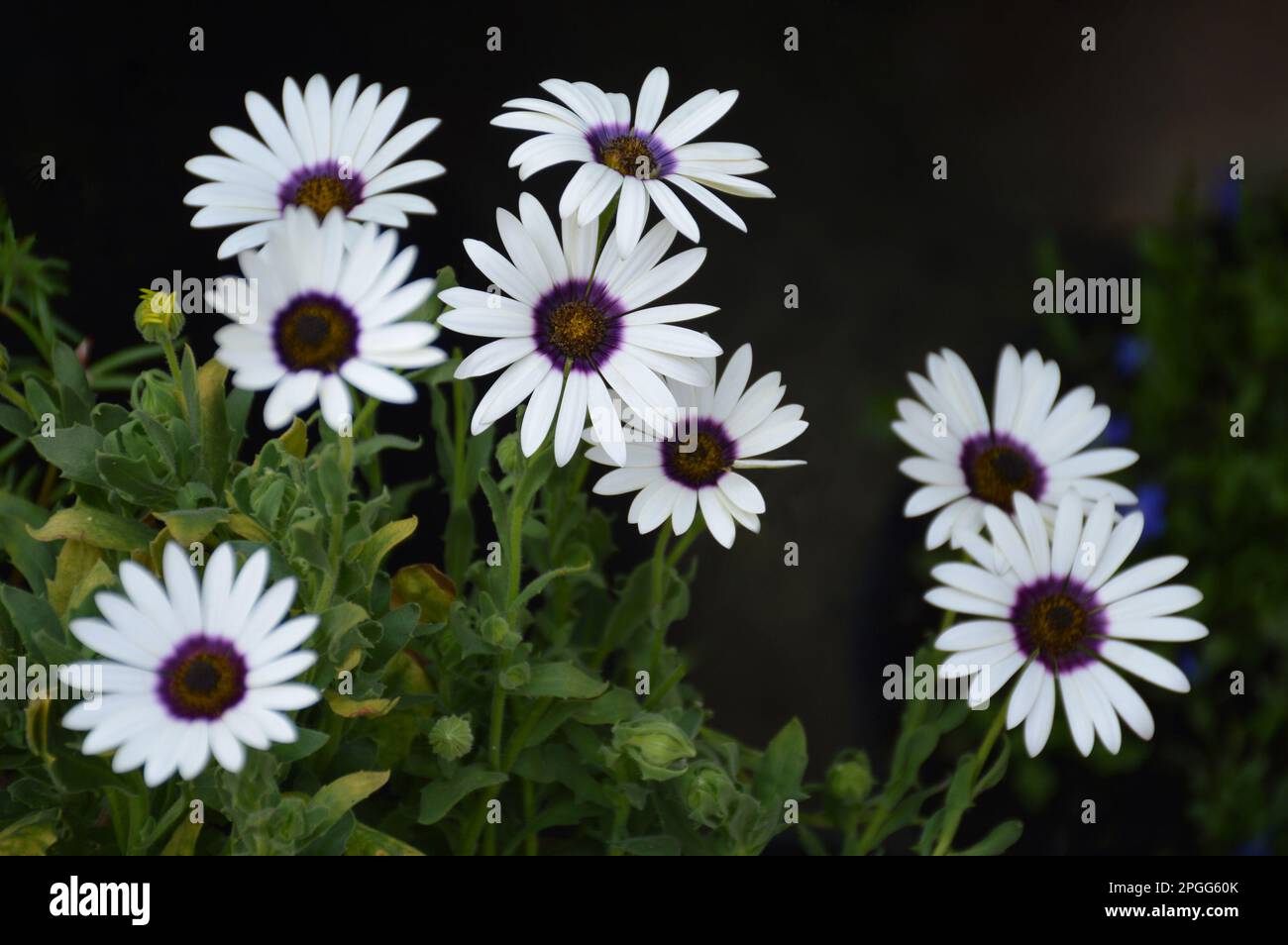 African daisy flowers growing in the garden Stock Photo - Alamy