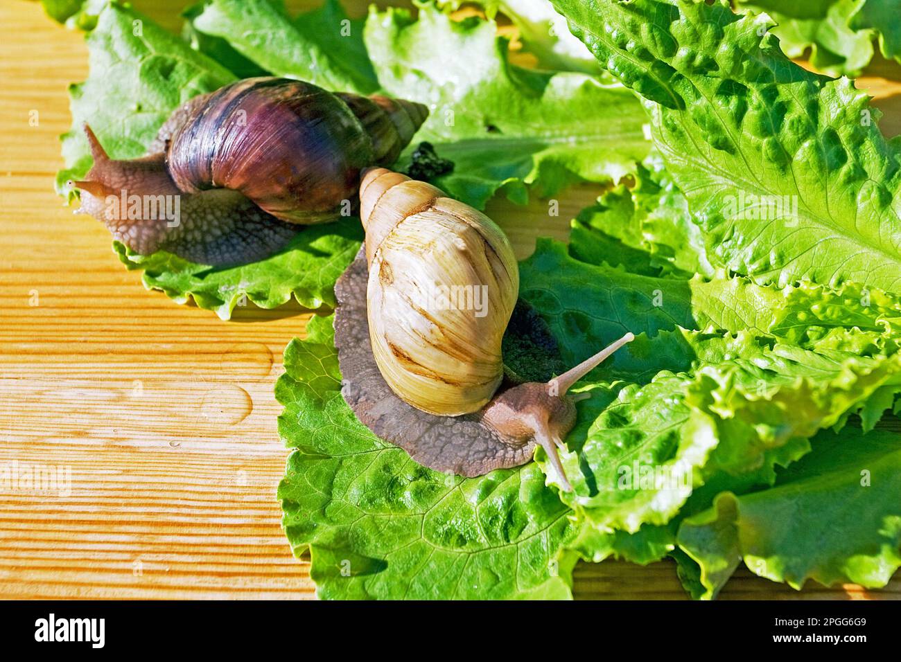 Snails on lettuce hi-res stock photography and images - Alamy