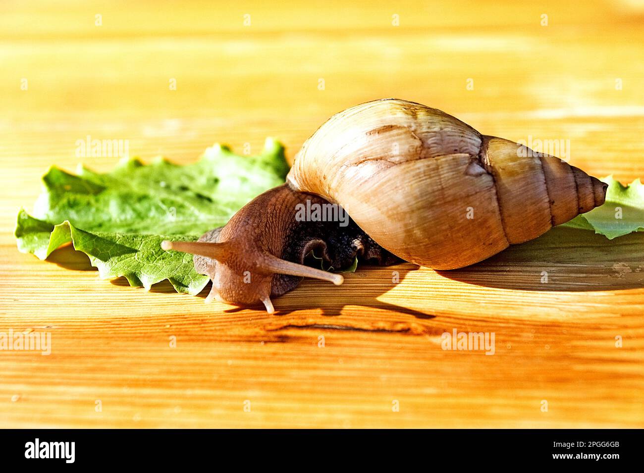 Anti snail hi-res stock photography and images - Alamy