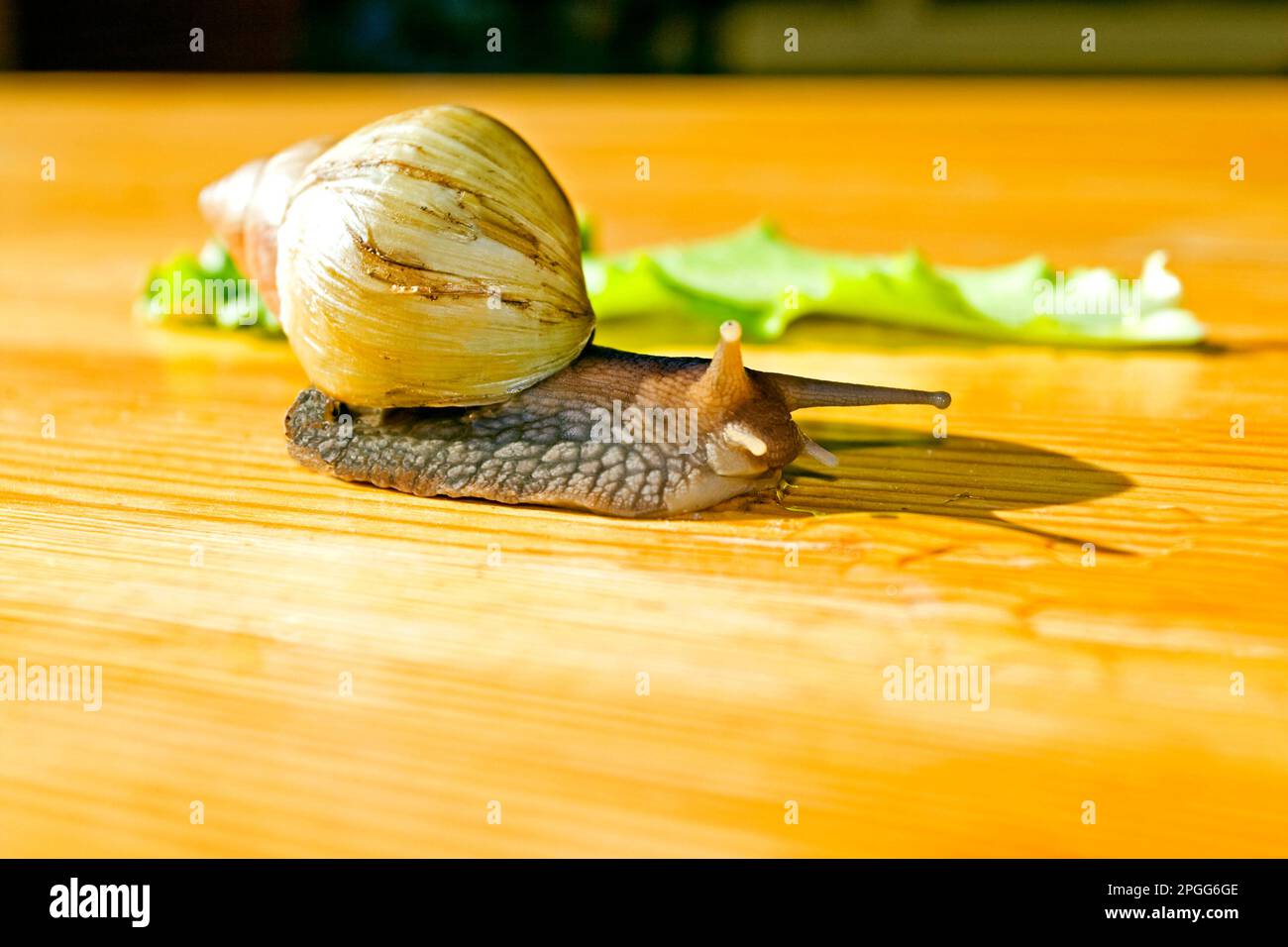 African giant snail hand hi-res stock photography and images - Alamy
