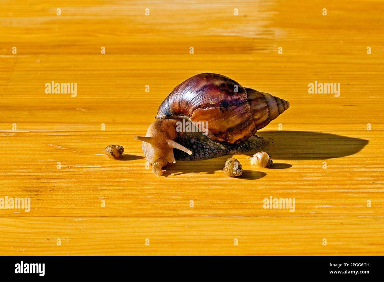 family of an African snail Stock Photo - Alamy