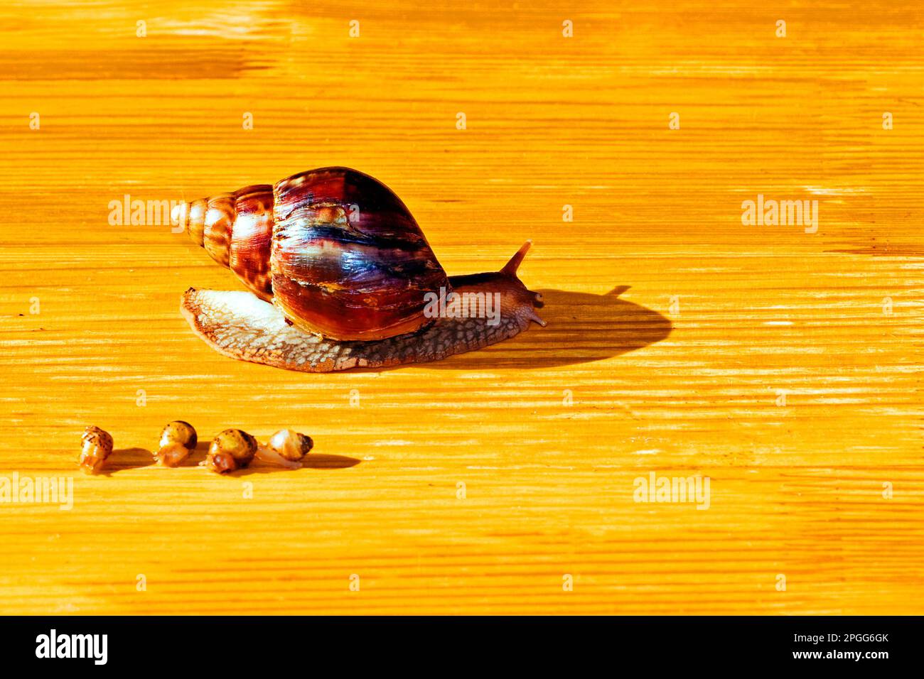 family of an African snail Stock Photo - Alamy