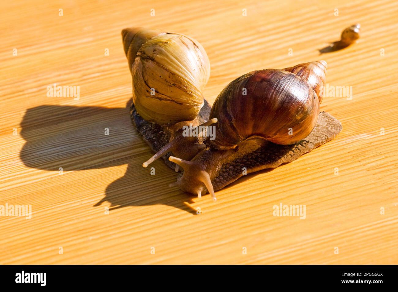 two African snails Stock Photo - Alamy