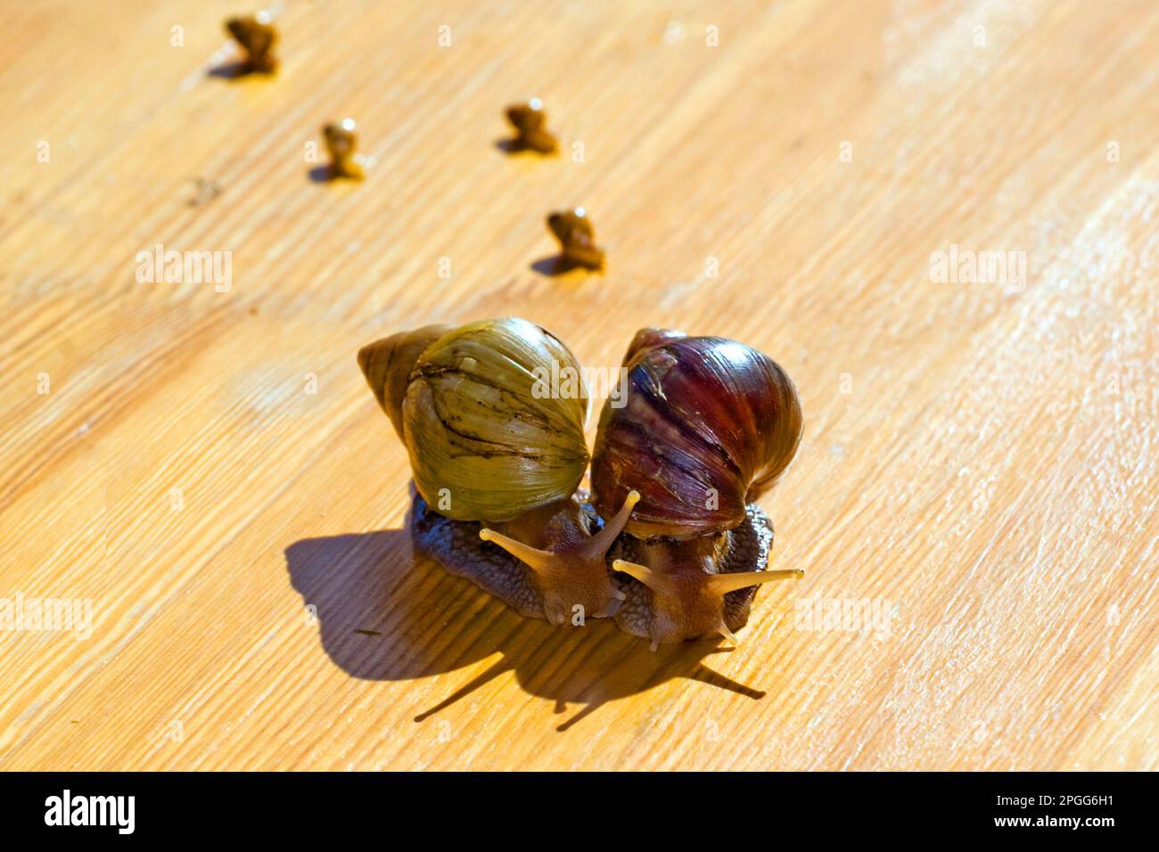 Two snails creep hi-res stock photography and images - Alamy