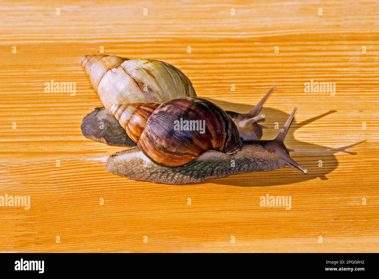 Giant african snail hand hi-res stock photography and images - Alamy