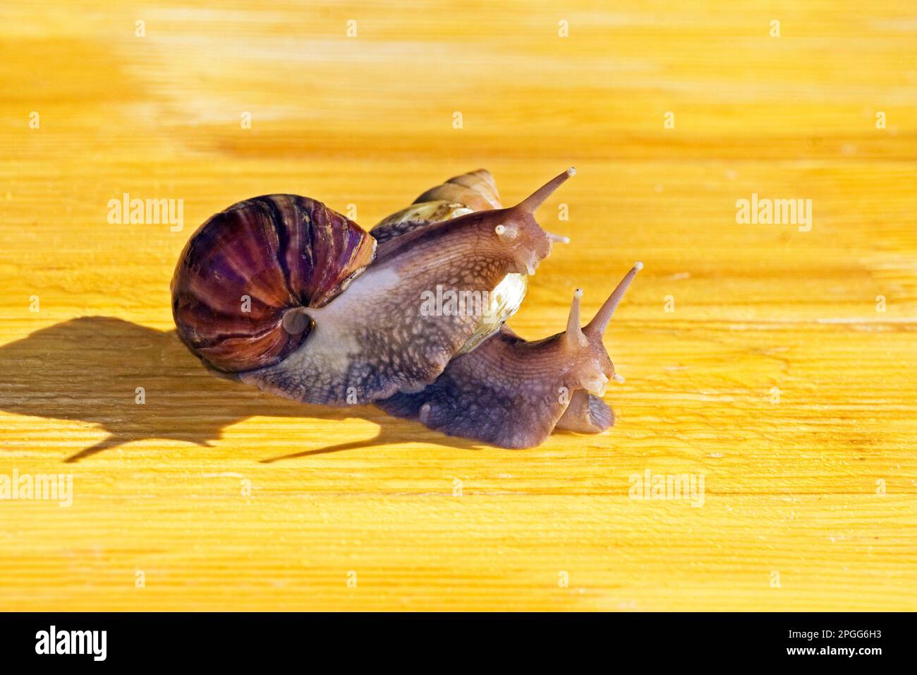 two African snails on a walk Stock Photo - Alamy