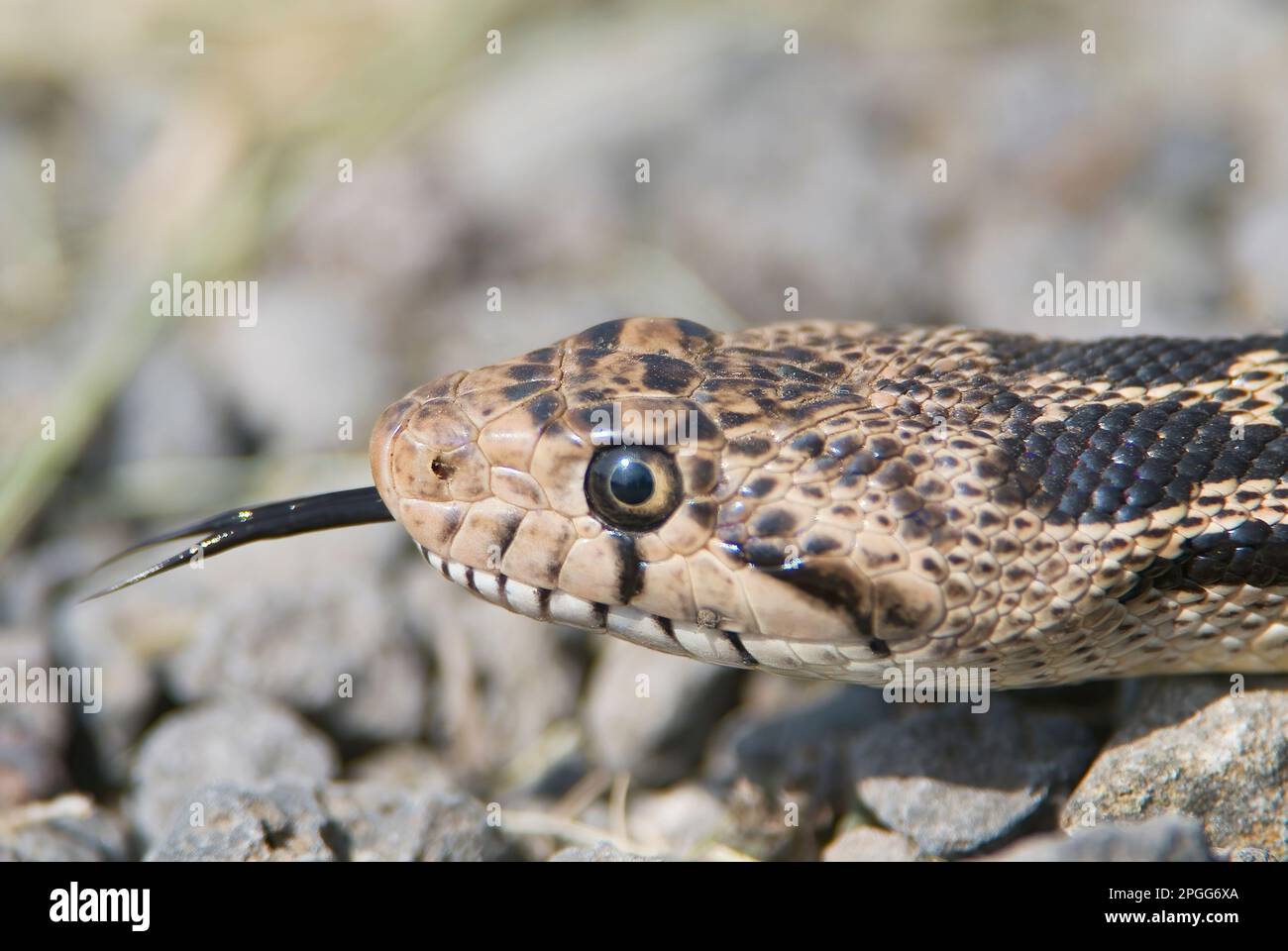 These gopher snakes (Pituophis catenifer) were not hard to find in mid ...