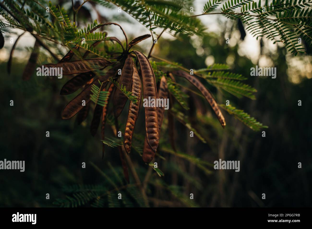 leaves and seed pods of Gleditsia triacanthos inermis tree on the ...