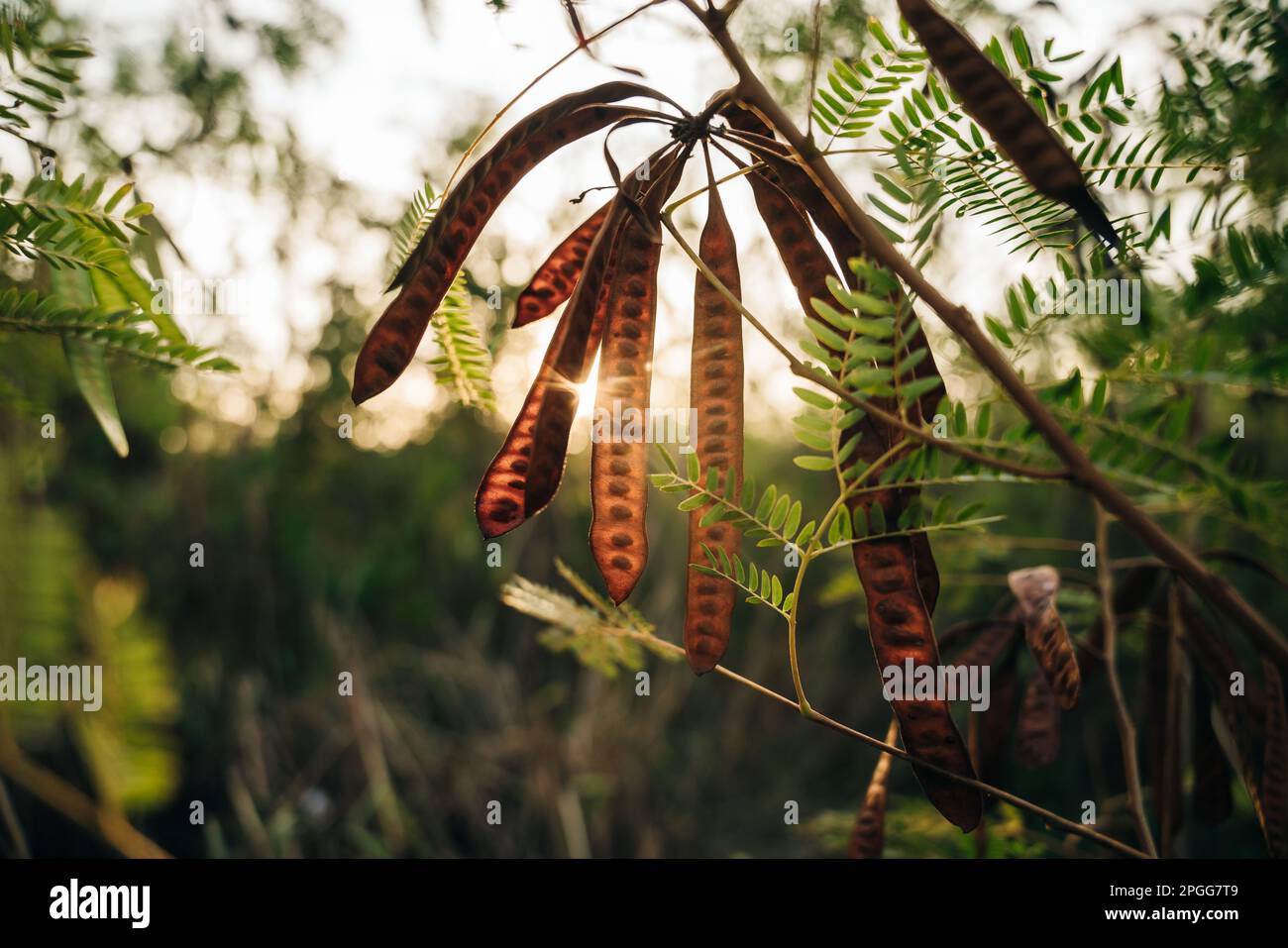 leaves and seed pods of Gleditsia triacanthos inermis tree on the ...