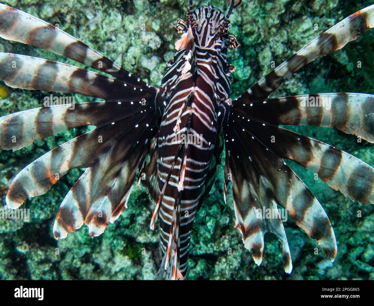 Invasive red lionfish (Pterois volitans) in the Exuma Cays, Bahamas ...