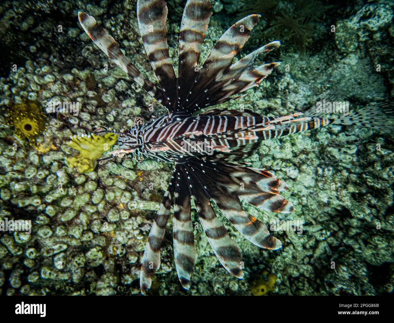 Invasive red lionfish (Pterois volitans) in the Exuma Cays, Bahamas ...