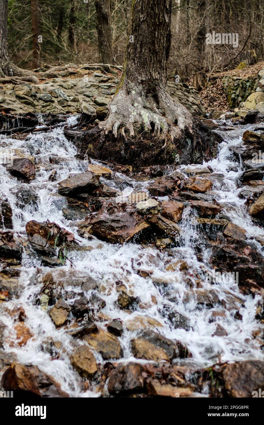 A peaceful scene of a small meandering stream, bordered by lush ...