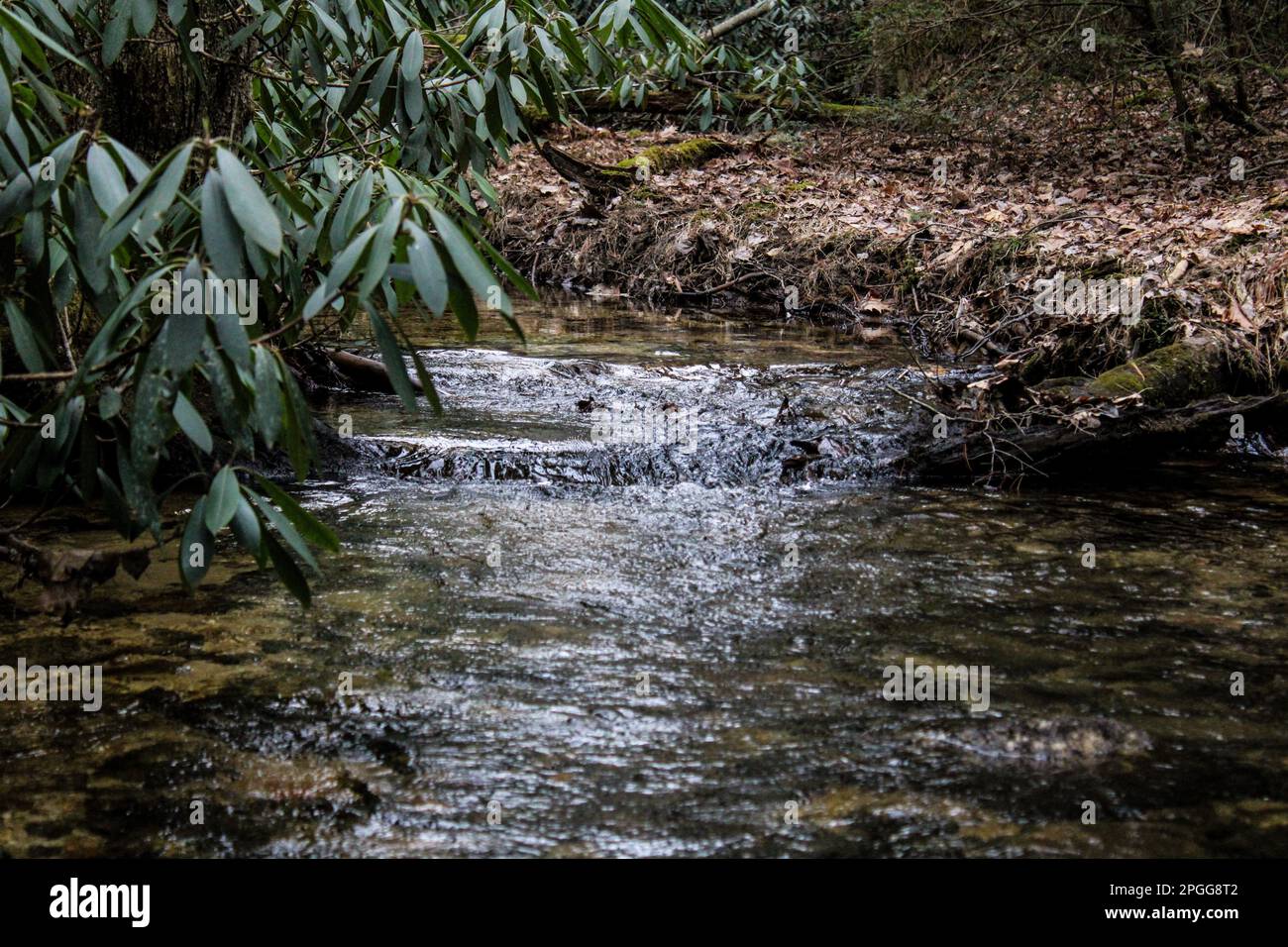 A picturesque mountain stream cascading over rocks, creating a tranquil ...