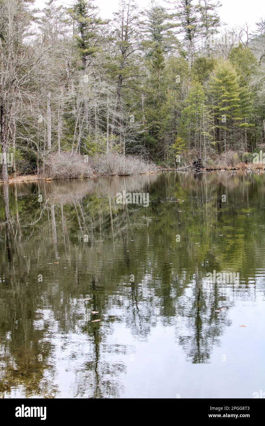A serene lake is pictured with still, partially submerged water ...