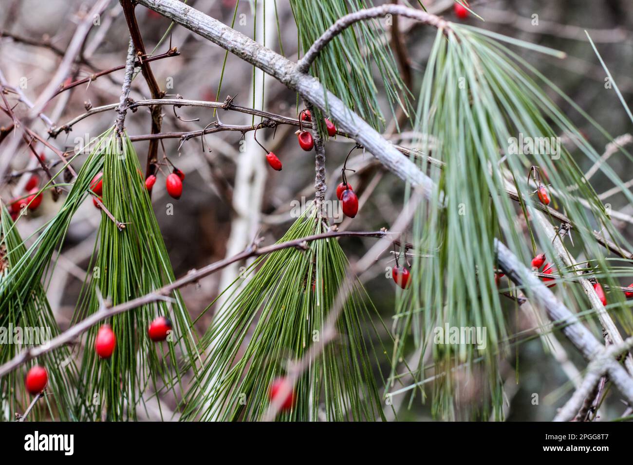 A full-grown evergreen tree in the outdoors, with a bed of pine needles ...