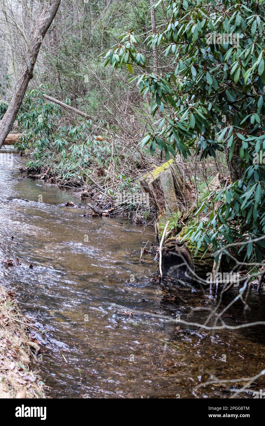 A tranquil stream flows through a lush green environment, cascading ...