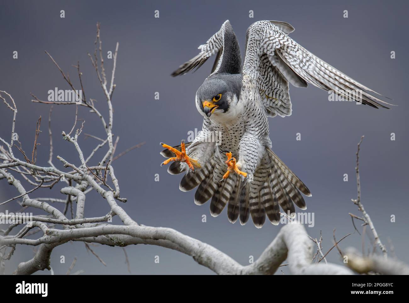 A Peregrine Falcon Stock Photo - Alamy