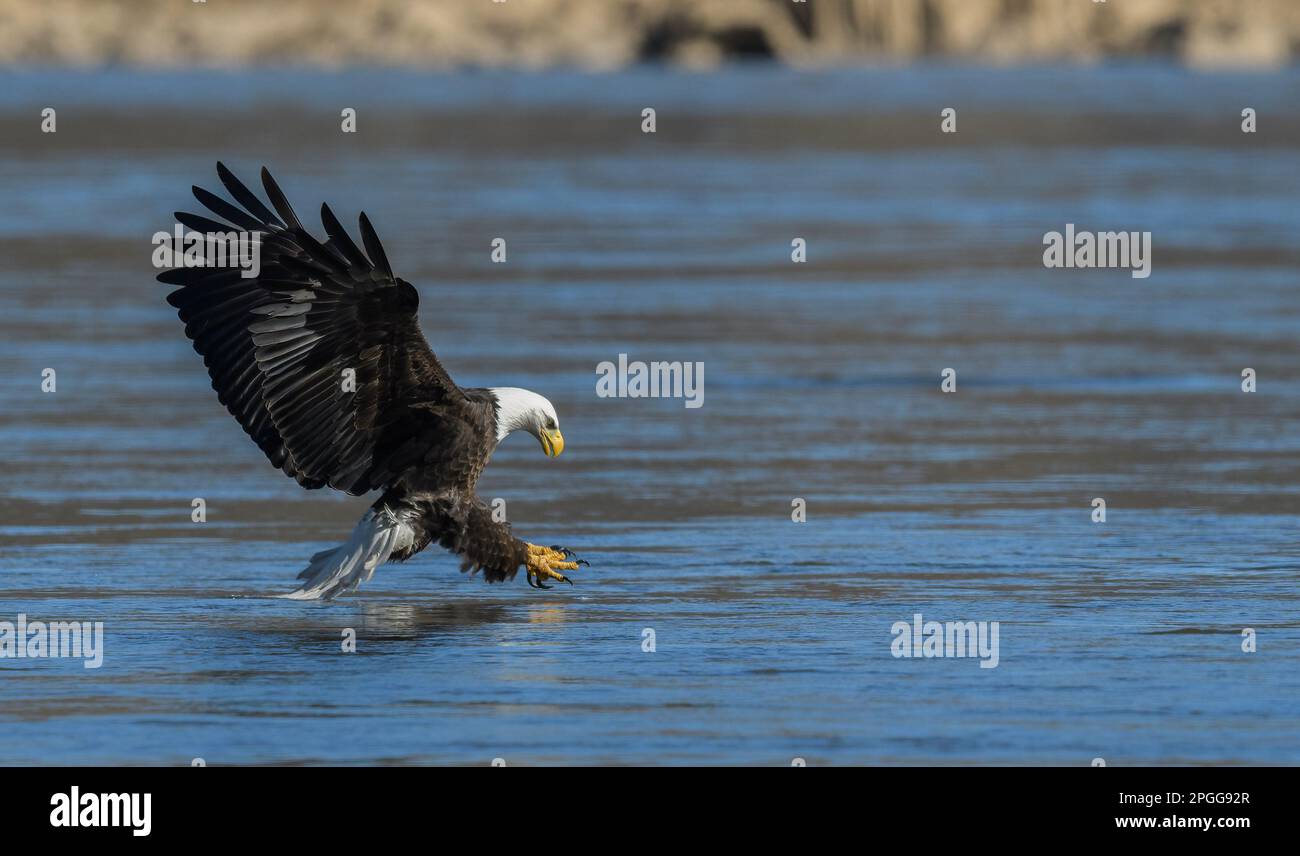 A bald eagle fishing Stock Photo - Alamy