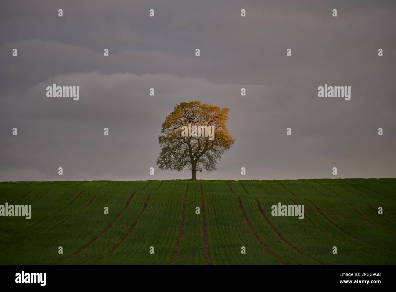 A lone tree stands in an open meadow, beneath a sky filled with ...