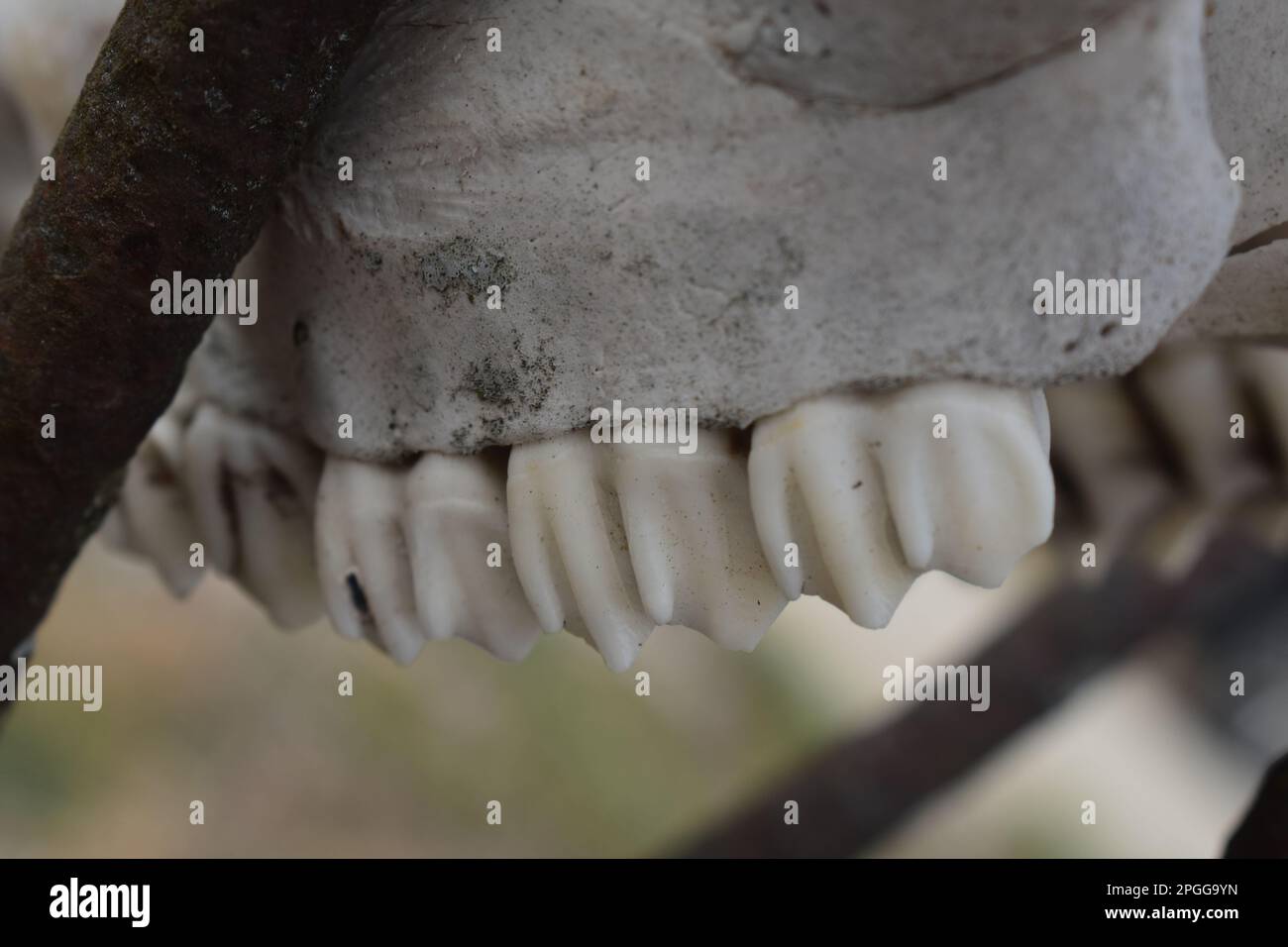Odocileus hi-res stock photography and images - Alamy