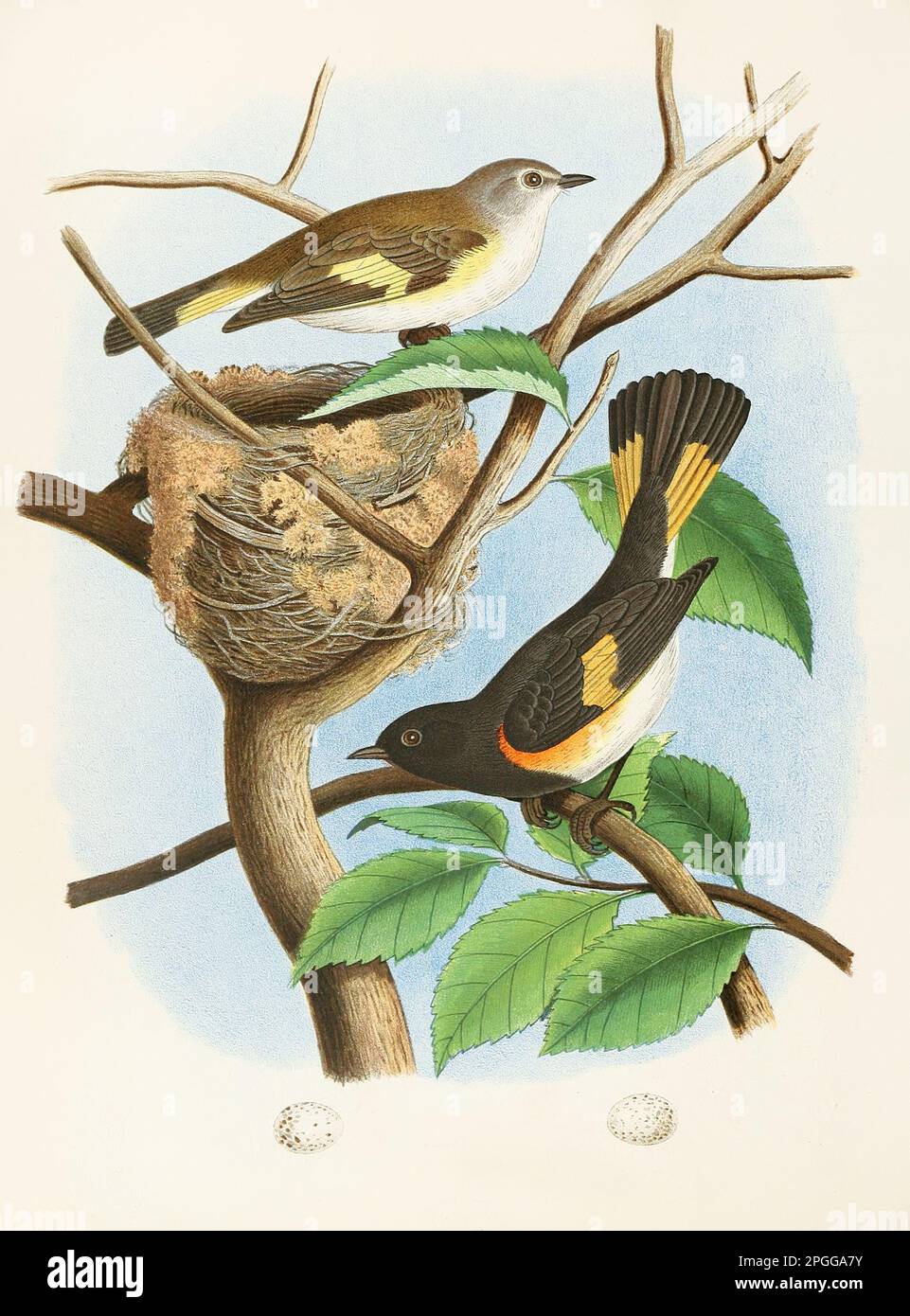 Antique Nest and birds illustration. American Redstart. Beautiful ...