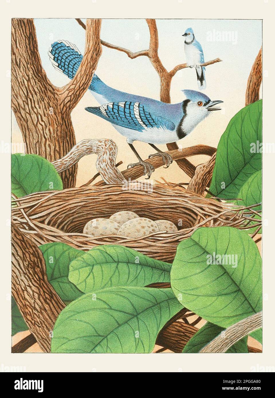 Antique Nest and birds illustration. Blue Jay. Beautiful colored ...
