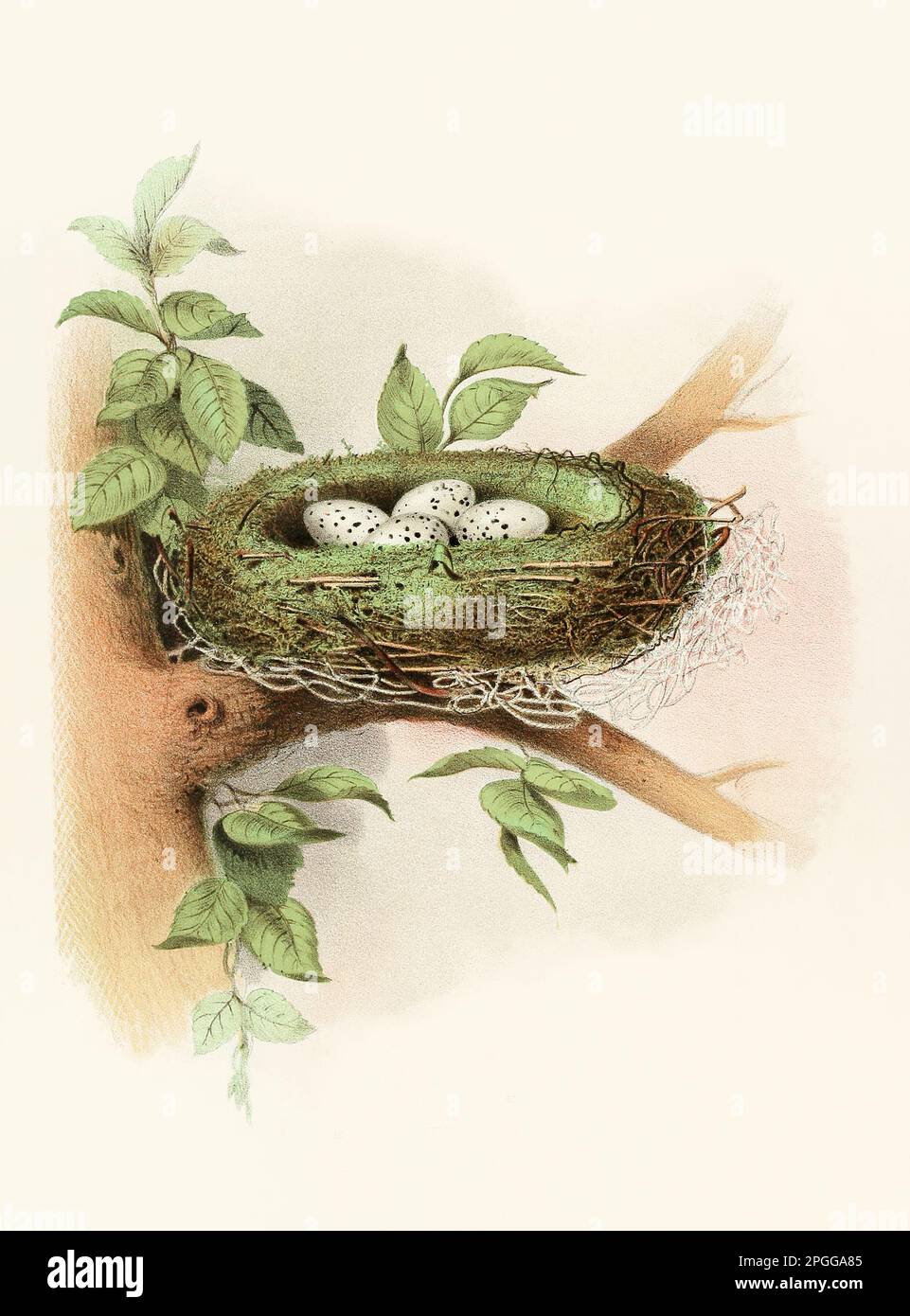 Antique bird nest illustration. Cedar-Bird. Beautiful colored ...
