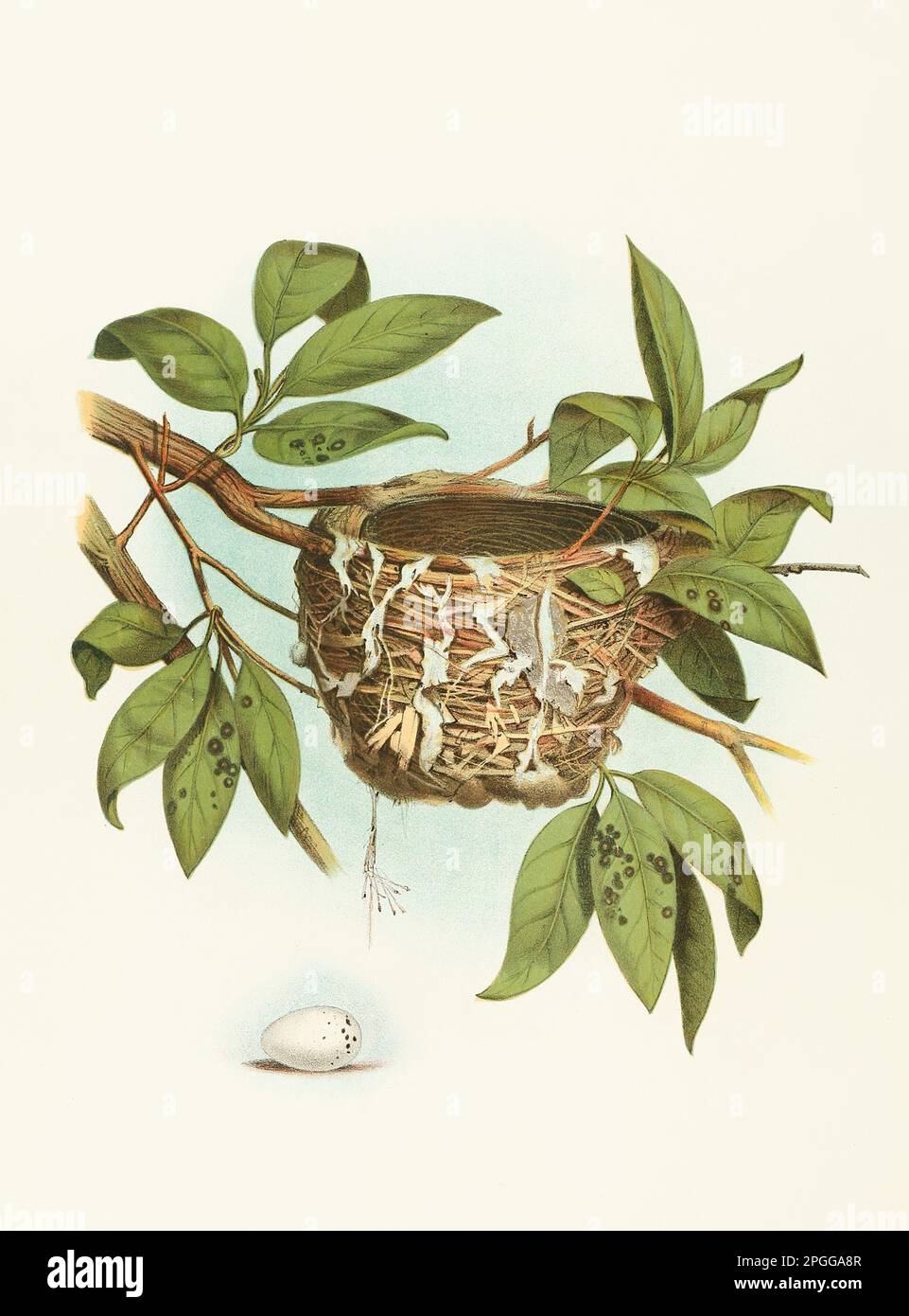 Antique bird nest illustration. Red-Eyed Vireo. Beautiful colored ...