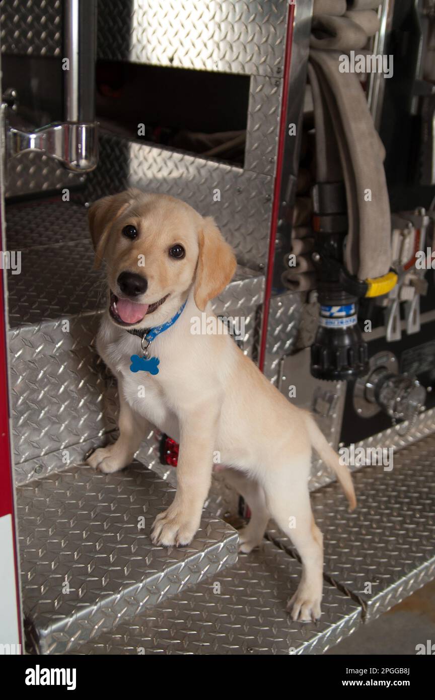 Puppy standing on the side step of a fire truck Stock Photo - Alamy