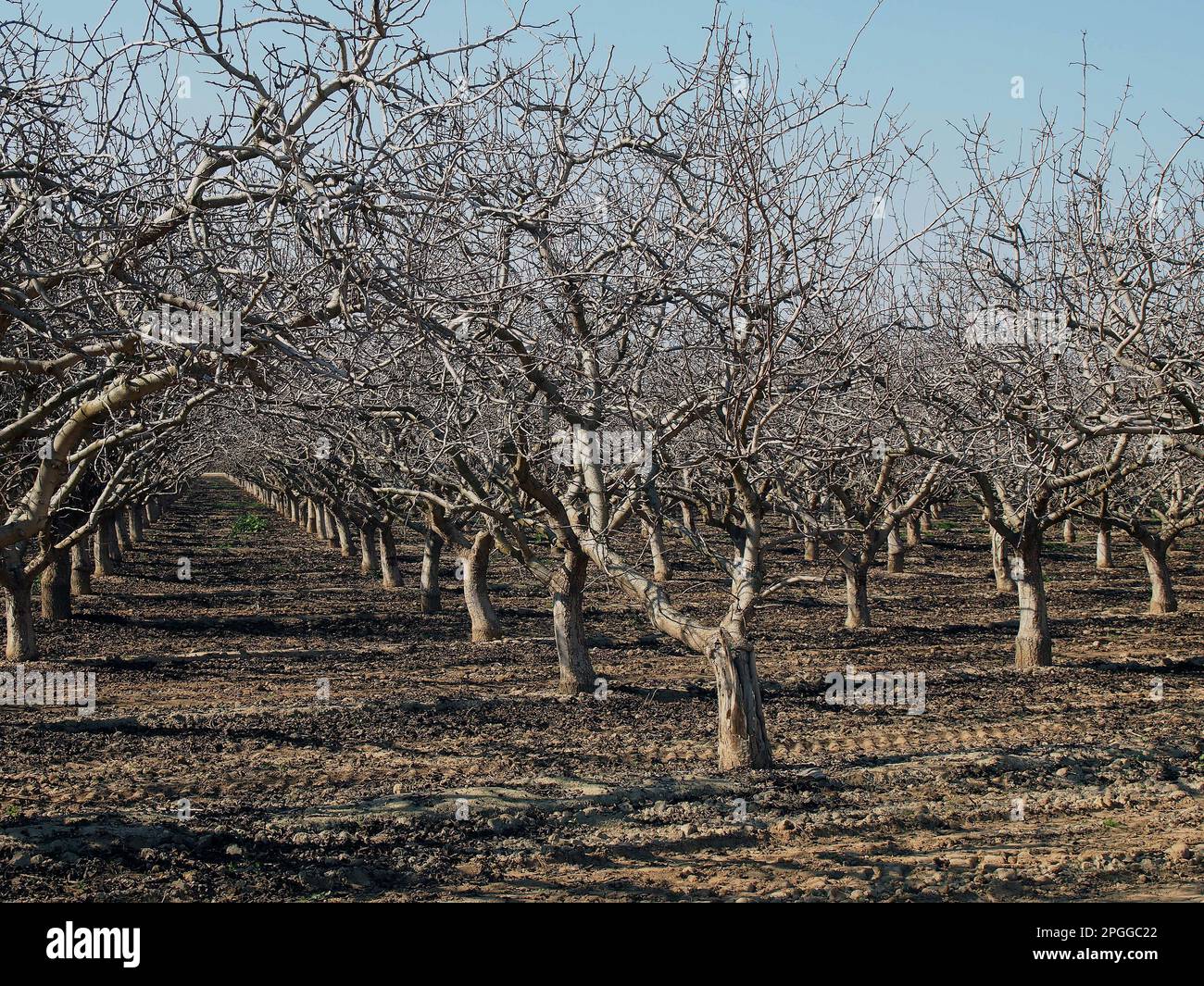 California orchard trees Stock Photo - Alamy