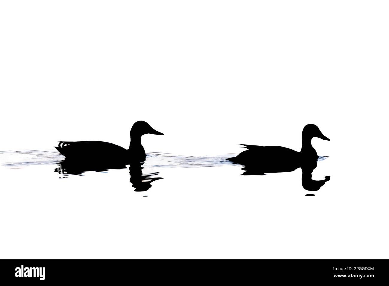 Duck Silhouette
