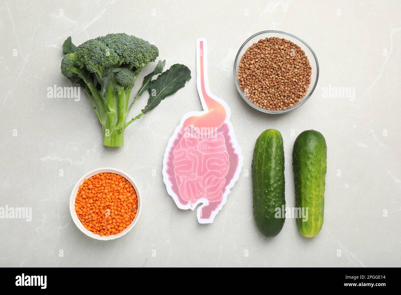 Layout of gastrointestinal tract model and products to help digestion ...