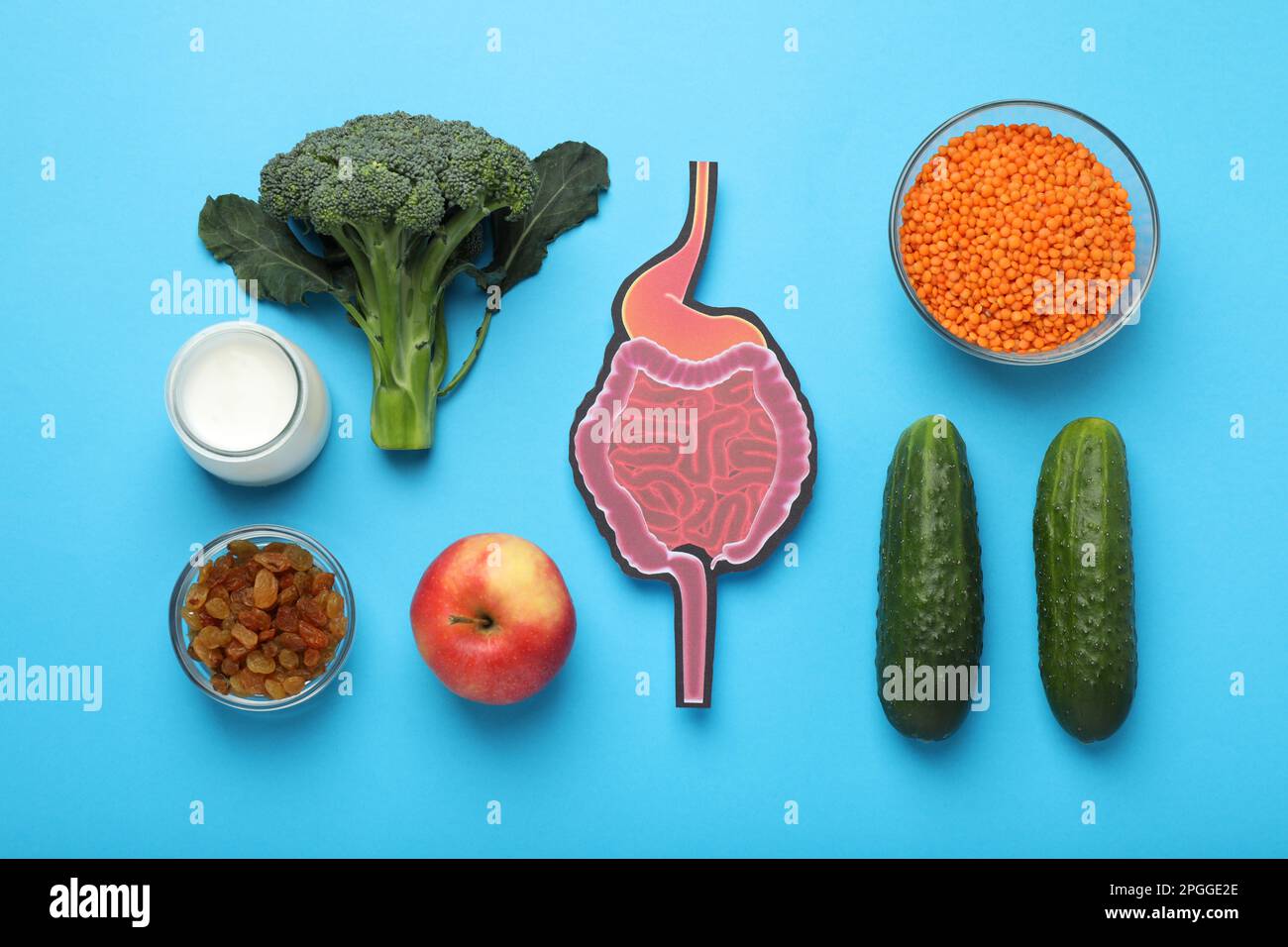Layout of gastrointestinal tract model and products to help digestion ...