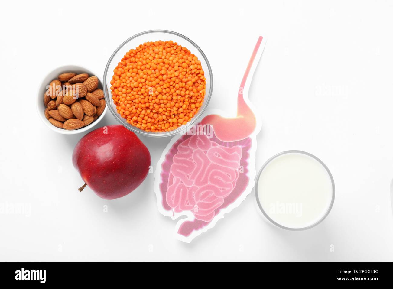 Gastrointestinal tract model and products to help digestion on white ...