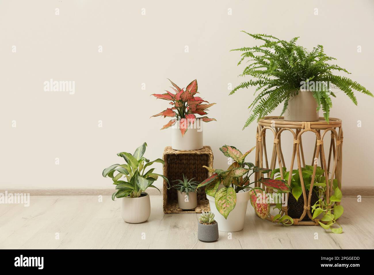 Many different houseplants in room. Interior element Stock Photo - Alamy